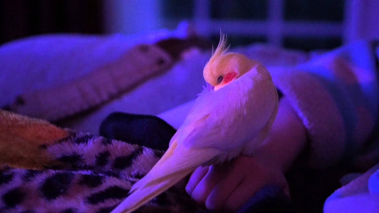 Meru sleeps through loud rave party - YouTube