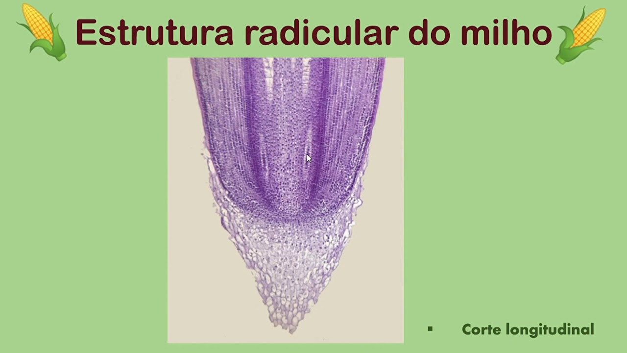 Trabalho Anatomia do Milho - IFTM - YouTube