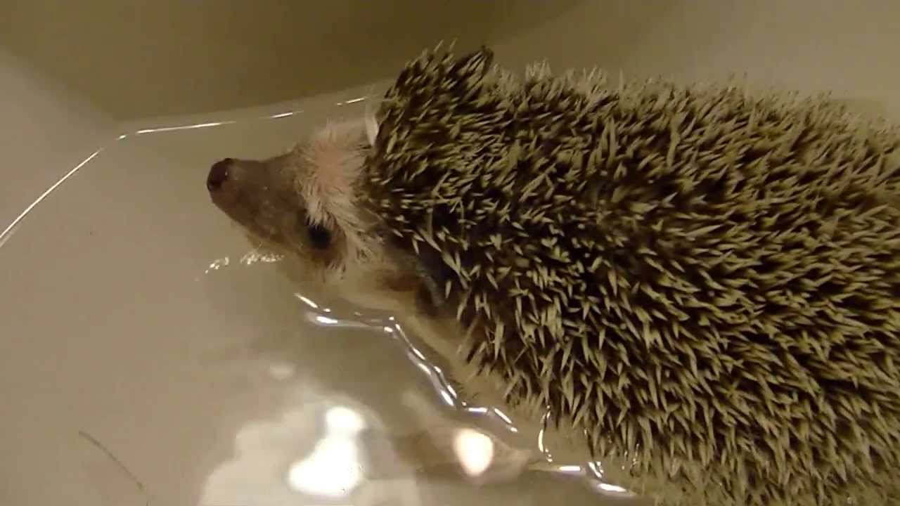 Hedgehog Tips Over In Water?!? - YouTube