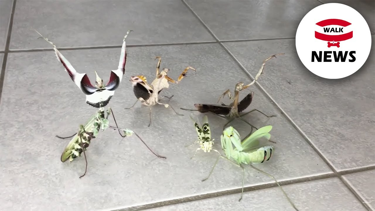 Mantis Cult EXPOSED | WALK News - YouTube