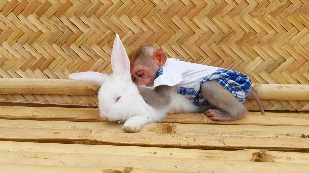 Monkey CiCi likes to play and sleep with his friend Rabbit - YouTube