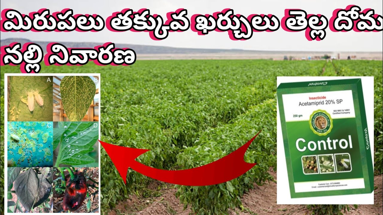 మిర్పాలో తక్కువ ఖర్చుల్లో తెల్ల దోమ నివారణ |Nalli nivarana| Tella doma ...