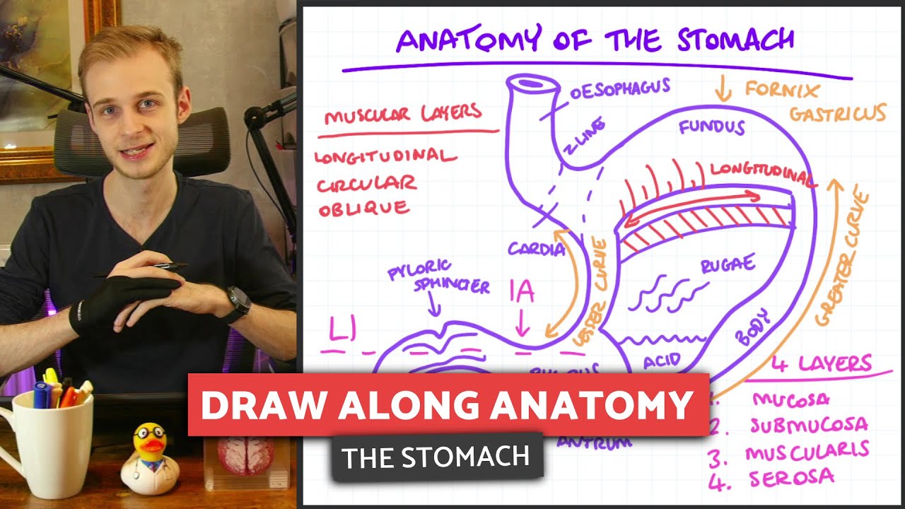 The Stomach & Its Blood Supply | Draw Along Anatomy - YouTube
