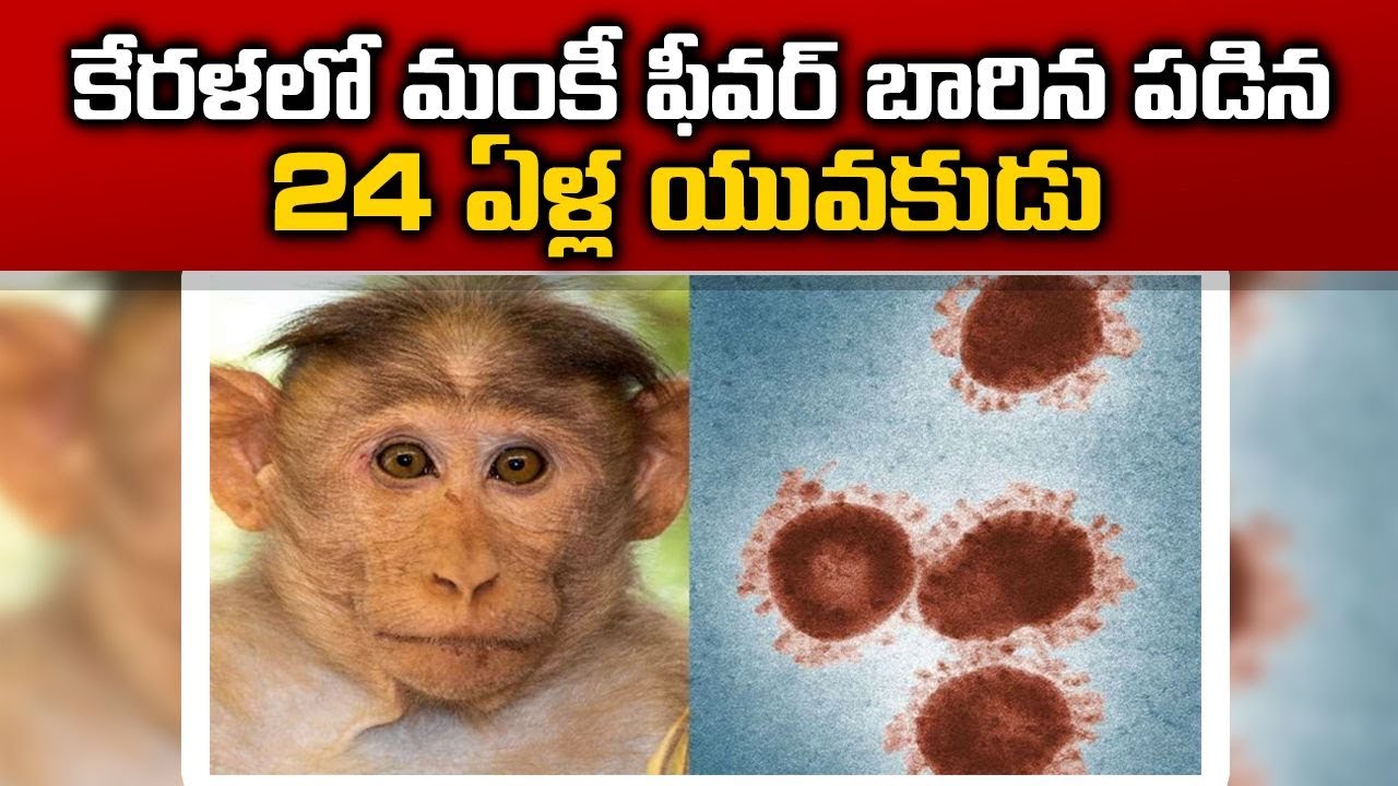 Monkey Fever Reported In Kerala's Wayanad | కేరళలో కలకలం రేపుతున్న మంకీ ...