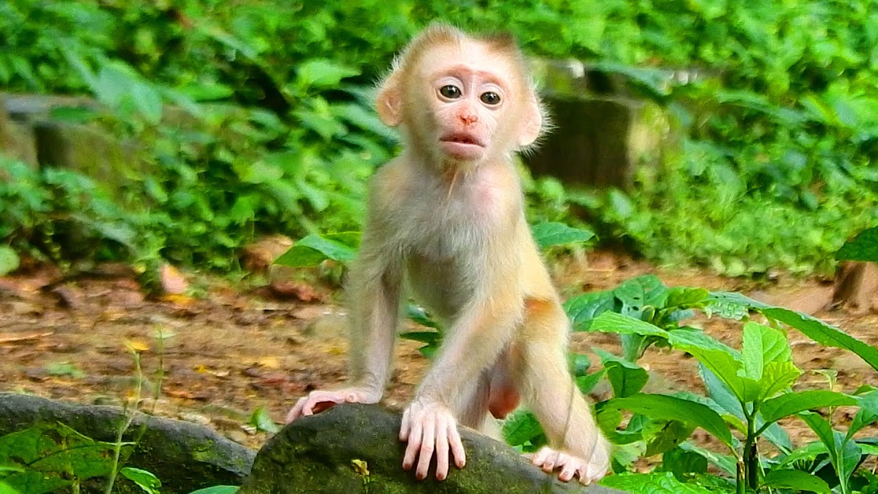 Monkey Libby leave baby Leo learn more about his walking skill lonely ...