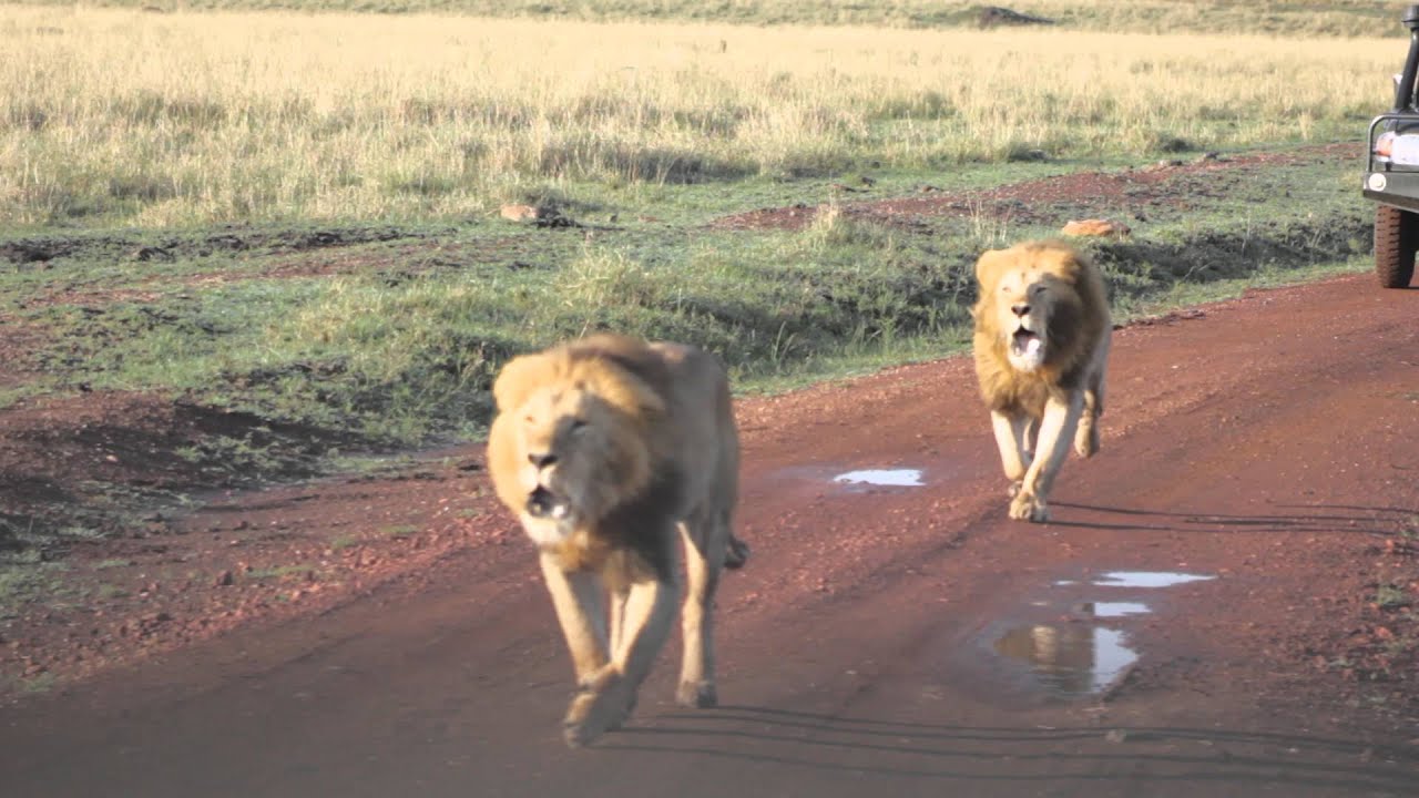 Lions giving chase - YouTube