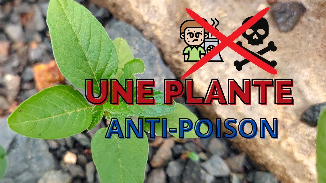 Voici UNE PLANTE ANTI POISON naturel accessible a tous. - YouTube
