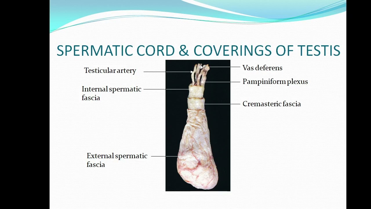 Male External Genitalia - YouTube