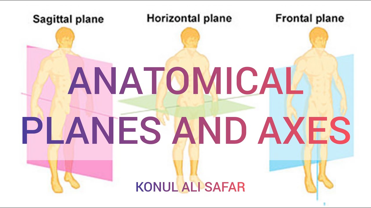 THE MOVEMENT PLANES AND AXIS - YouTube