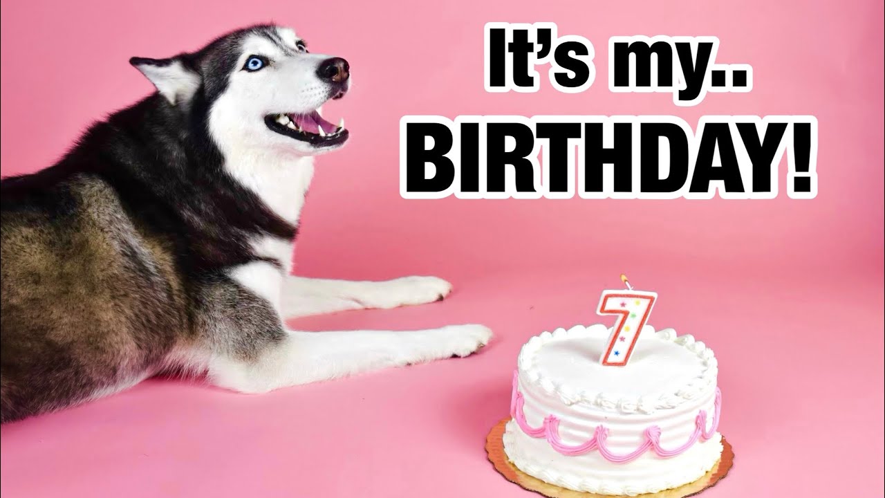 Celebrating Meeka The Talking Husky’s 7th Birthday! 🎂 - YouTube