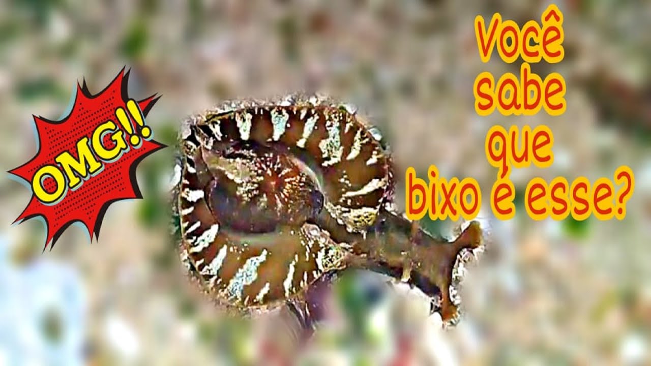 Olha Esse Bicho Que Encontramos Na Praia !! - YouTube
