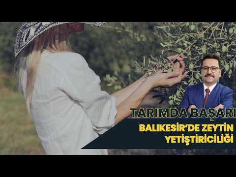 ZEYTİN BAKIMI VE BESLEME I TARIMDA BAŞARI