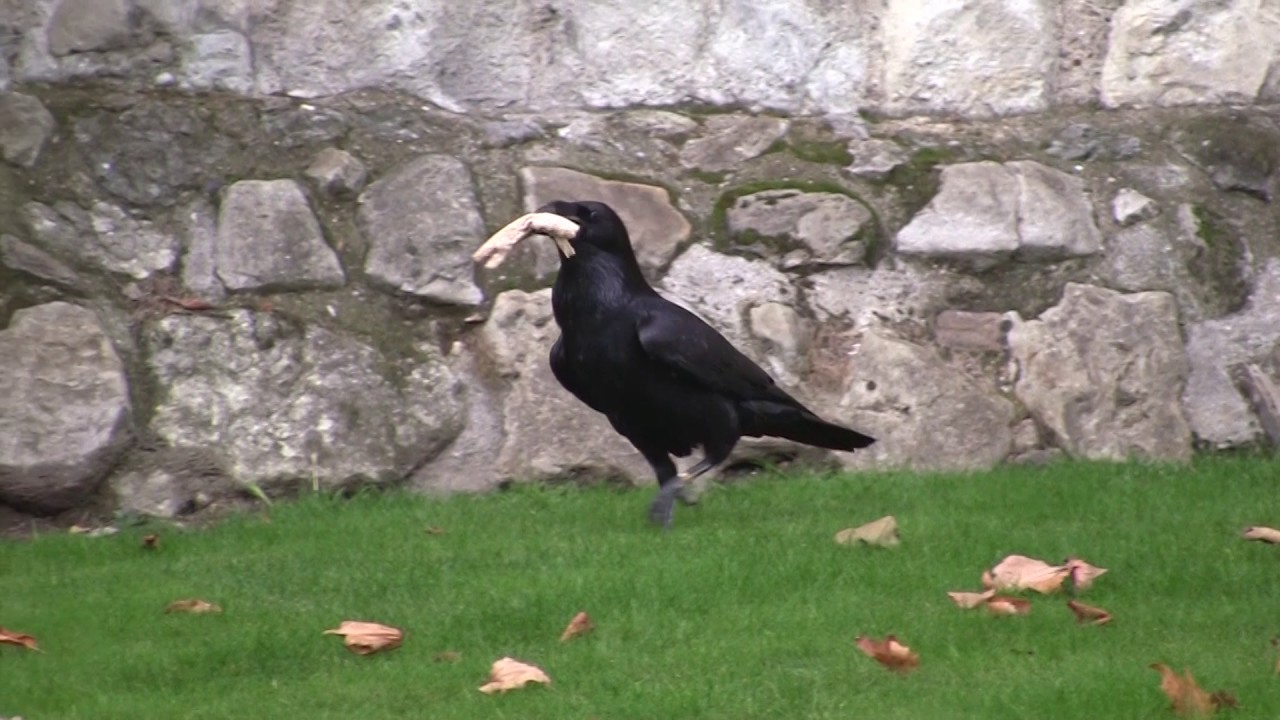 Ravens of the Tower of London - YouTube
