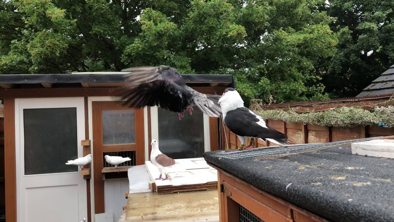 Afghan Pigeon UK (5) - YouTube