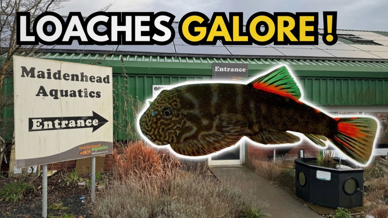 Rare Loaches & Huge Selection! Fish Shop Tour (Maidenhead Aquatics ...
