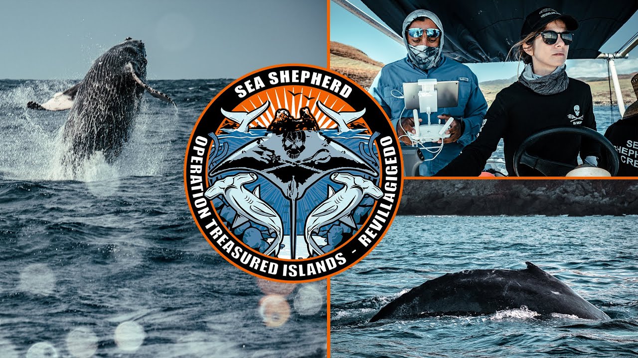 Humpback Whale Singers - Voices from the Deep - YouTube