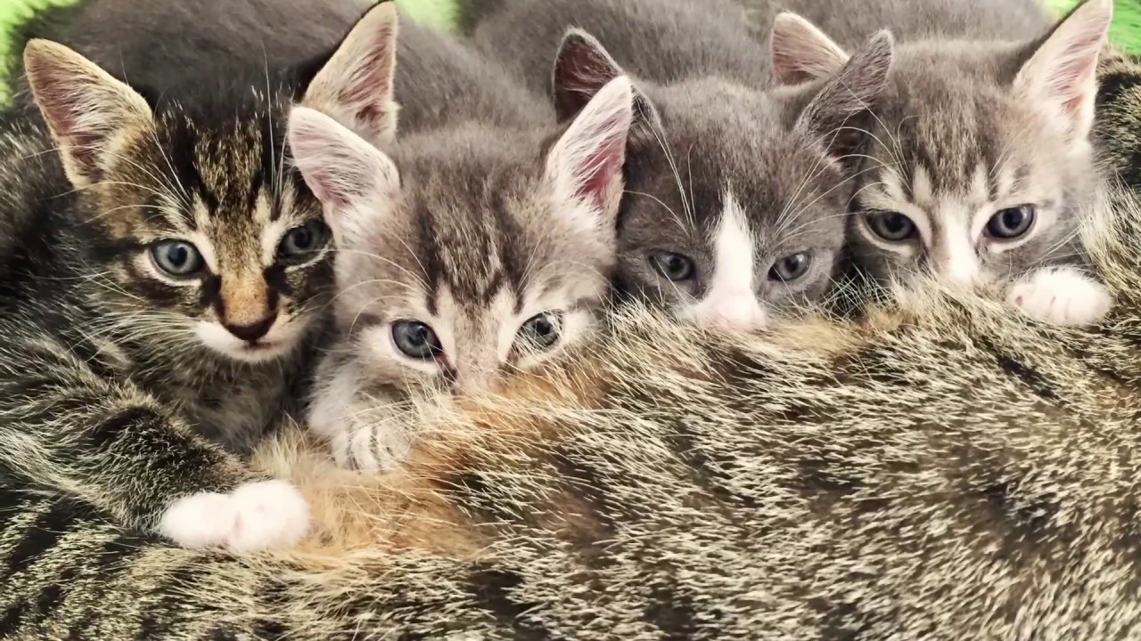 Kattefødsel og killinger. Cat giving birth. Cute cats and kittens - YouTube