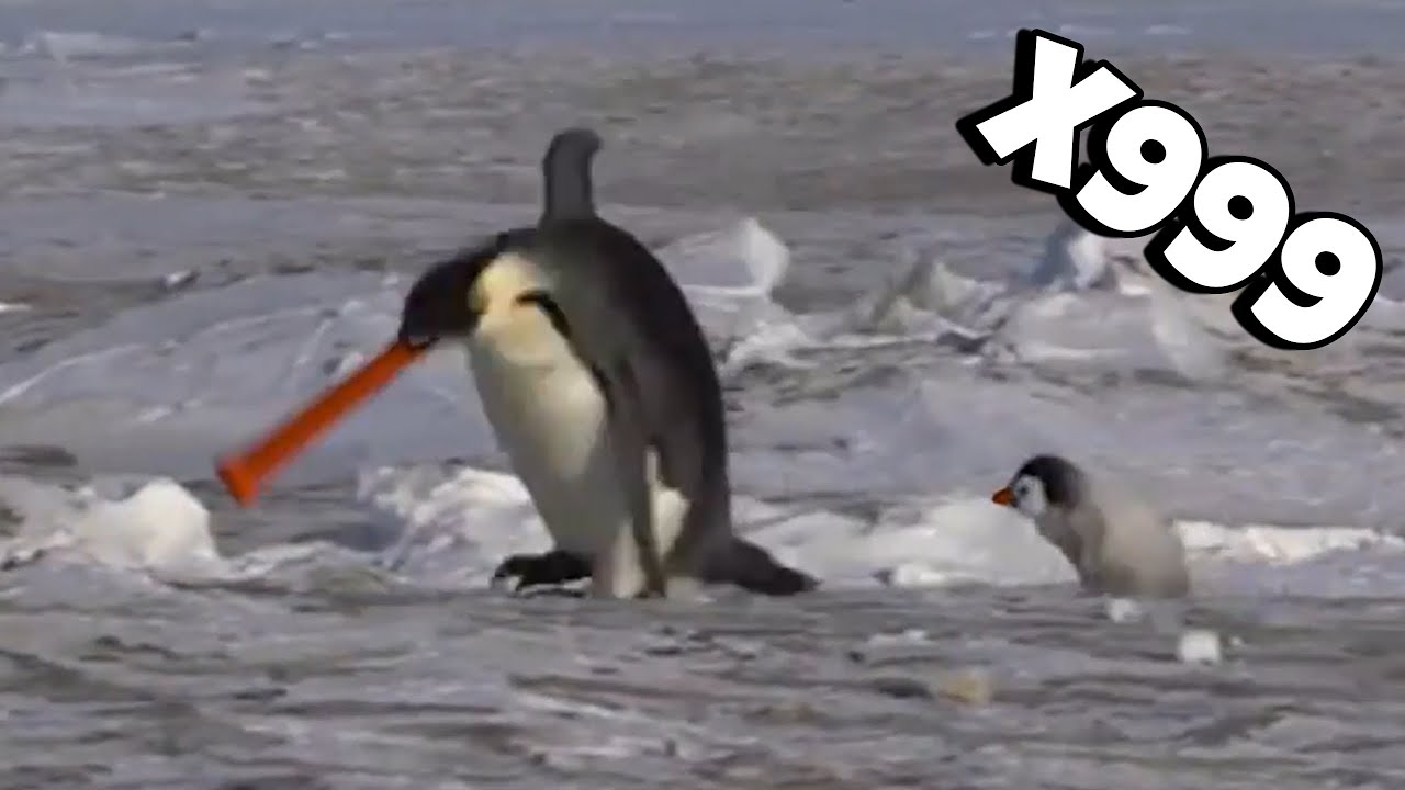 NOOT NOOT Pingu in Real Life - Speed X999 - YouTube