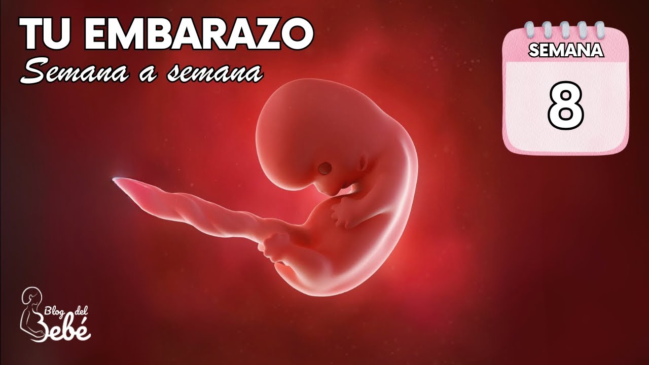 ️ Semana 8 de embarazo 🤰 Síntomas, consejos y desarrollo del bebé | El ...