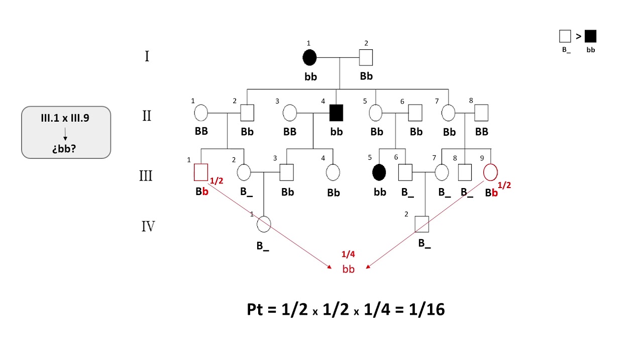 Graficos De Pedigree Genetico