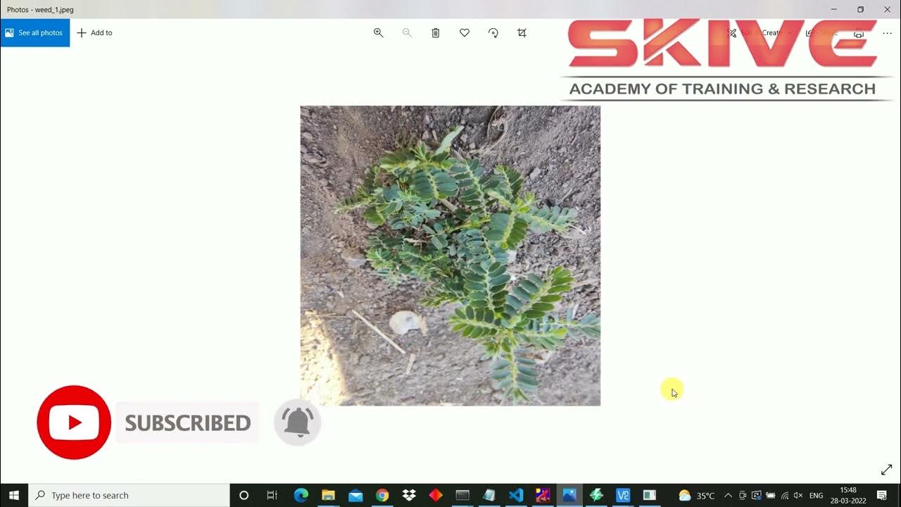 DETECT WEEDS FROM CROPS IN AGRICULTURAL ENVIRONMENTS IN REAL TIME ...