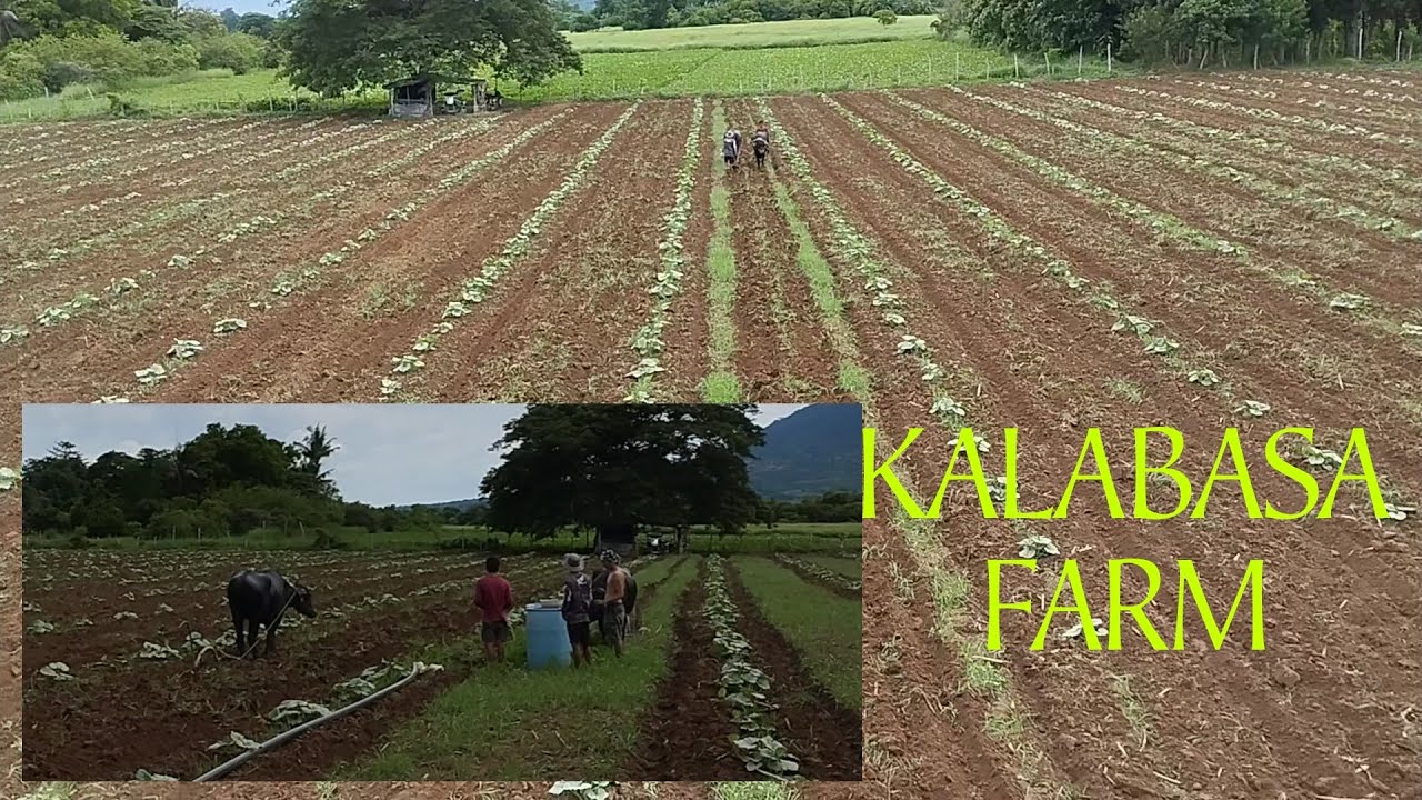EP.263) MAGKANO PUHUNAN SA KALABASA FARM ( ??? ) - YouTube