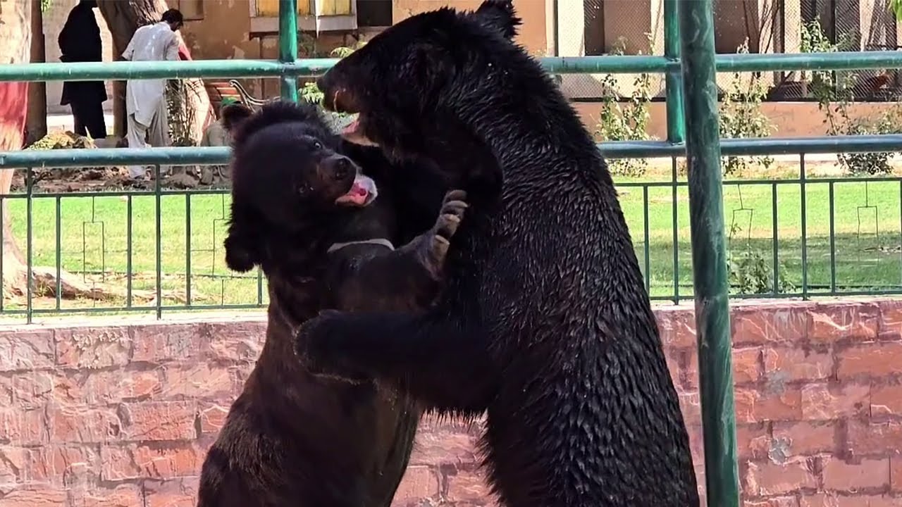 Epic Black Bear Fight: Intense Wilderness Showdown Caught on Camera ...