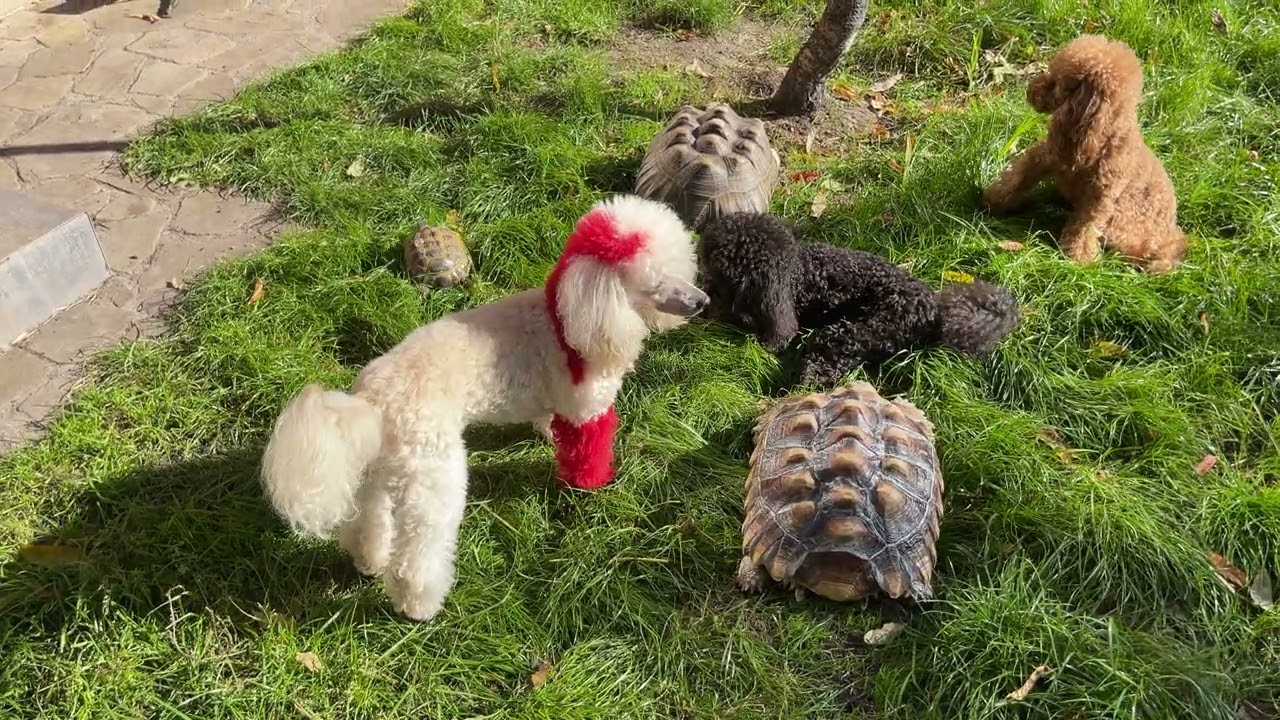 turtles and dogs for a walk. cute turtles. funny dogs. friendly animals ...