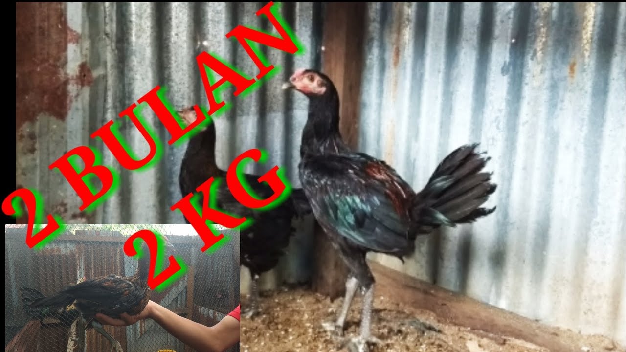 CARA MEMPERCEPAT PERTUMBUHAN AYAM PERU - YouTube