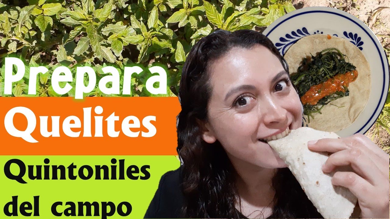 Cómo preparar quelites fácilmente. Recolectar y cocinar quintoniles ...