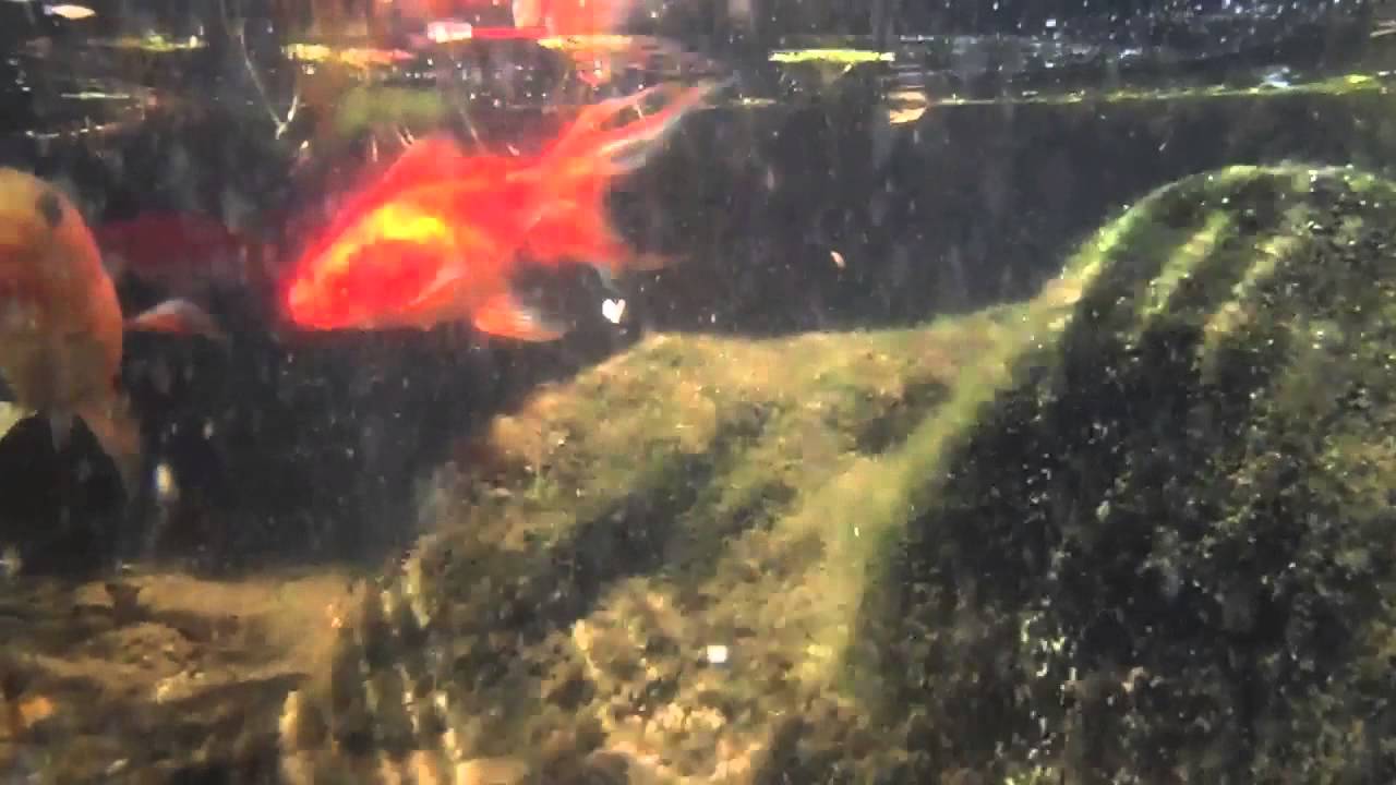 Funny Goldfish Swimming Backwards Underwater Footage - YouTube