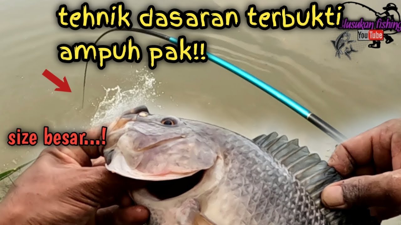Tehnik dasaran terbukti ampuh pak...!! ||Mancing ikan nila babon - YouTube
