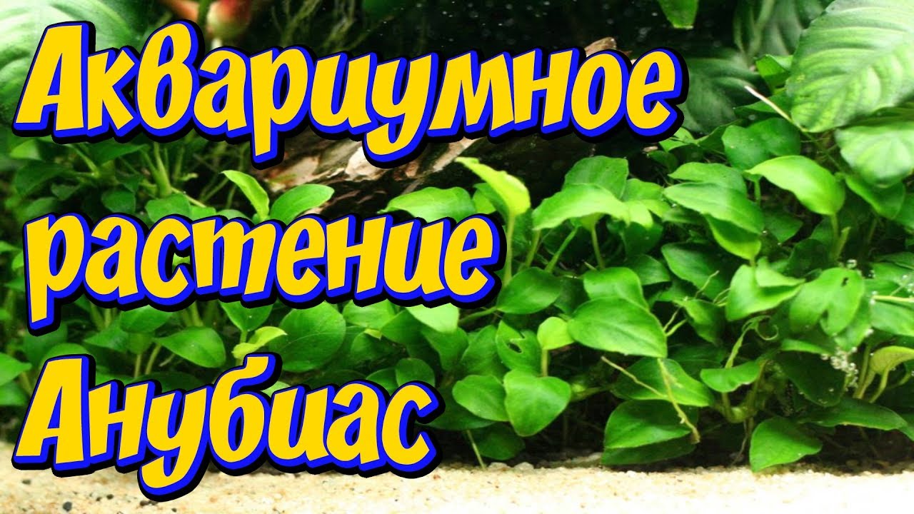 Анубиас аквариумное растение! Анубиас содержание, разведение в ...