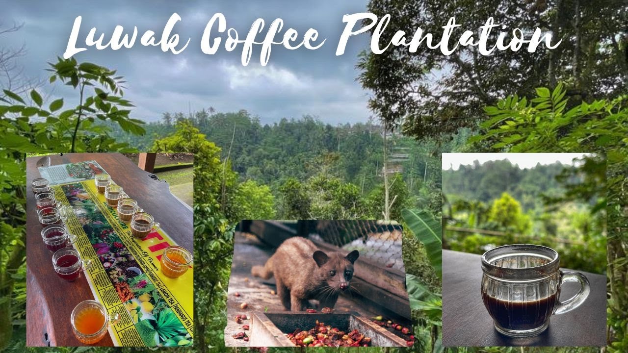 🇮🇩 POTTY COFFEE :THE WORLD’S MOST EXPENSIVE COFFEE MADE FROM POOP ...