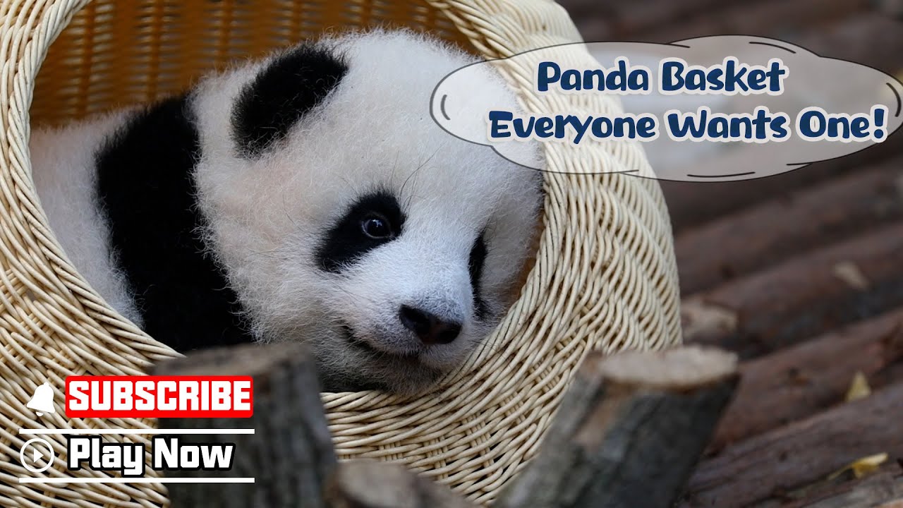 Having A Panda-Shaped Basket Is The Key To Stealing A Panda | iPanda ...