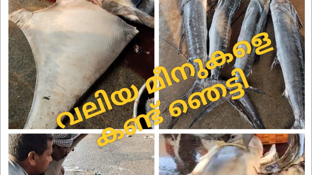 നീണ്ടകരയിലെ ഇന്നത്തെ കാഴ്ചകൾ /Neendakara fishing harbour - YouTube