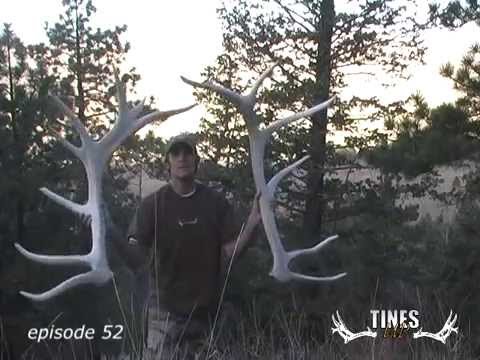 Tines Up Tuesday Episode 52 - The Drop Cheater Bull! - YouTube