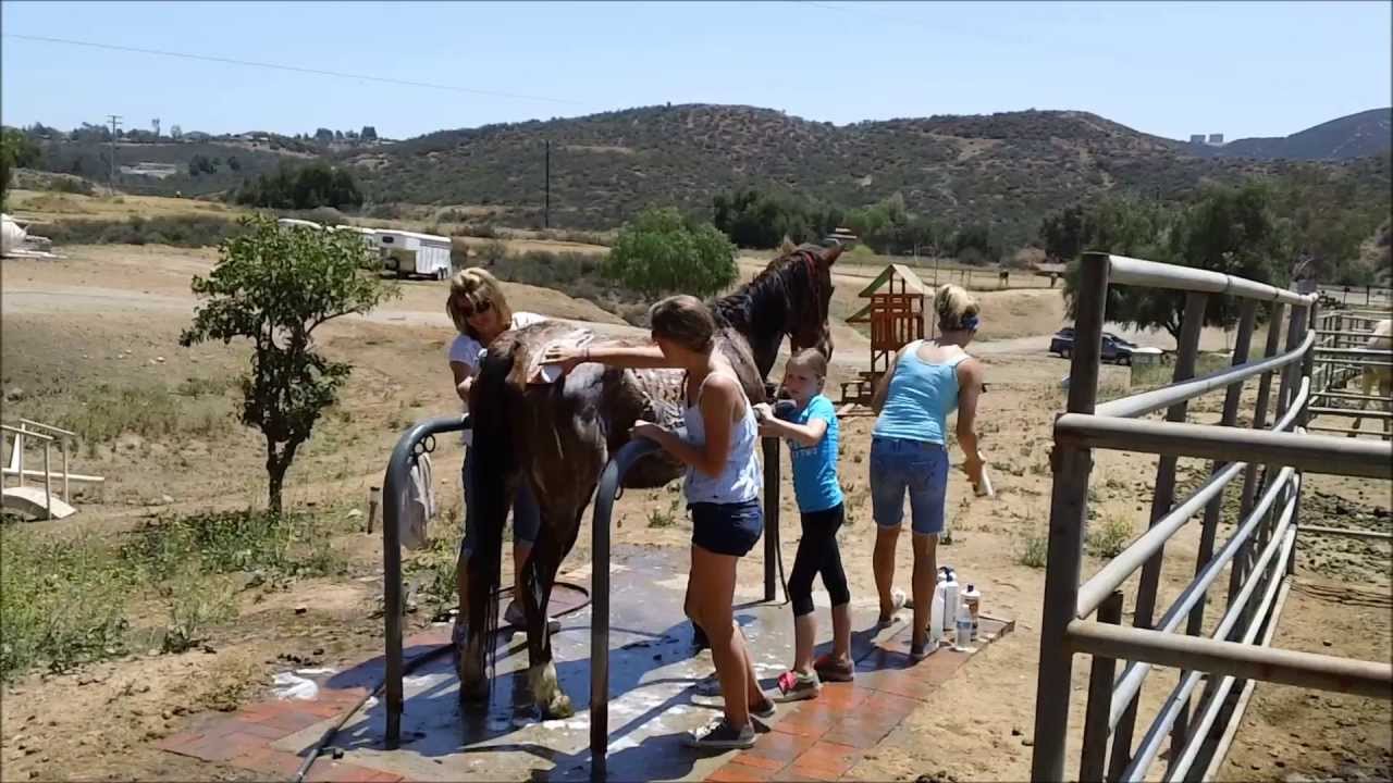 Sunday Activites at Oak Meadows Ranch Horse Rescue - YouTube