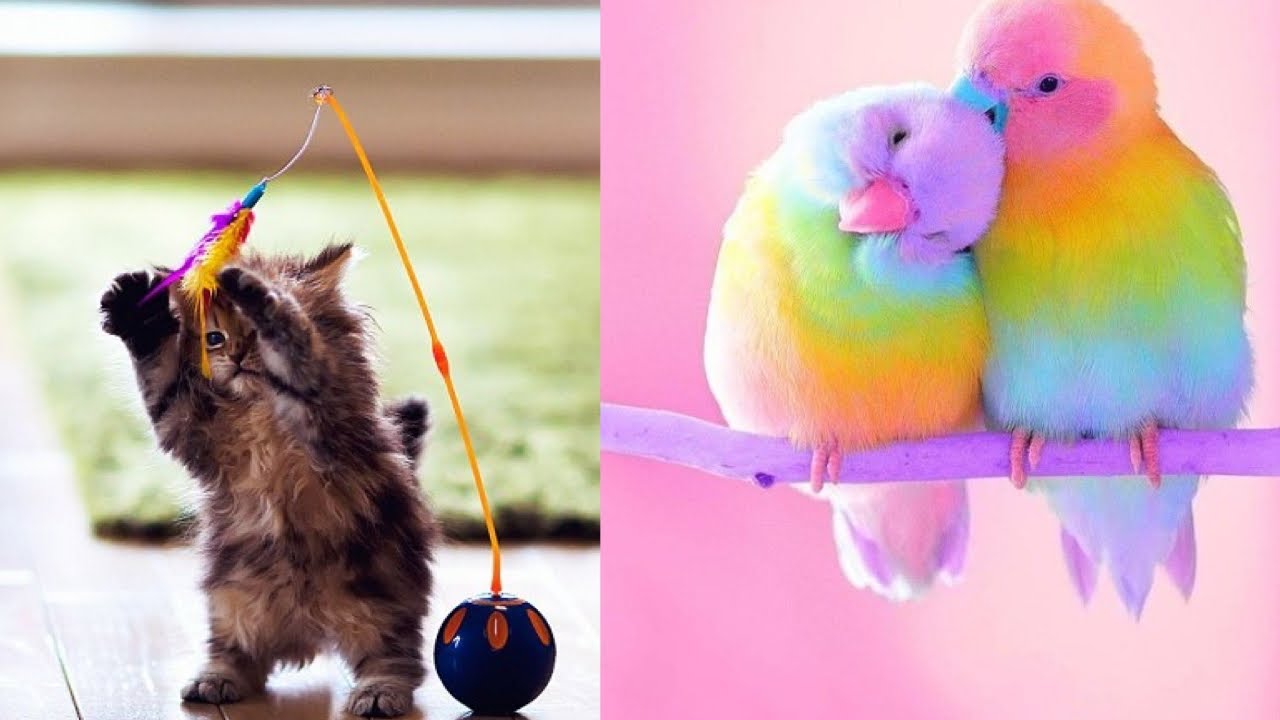 Baby Animals Soo Cute | Cute Animals Videos Funny Moment - YouTube