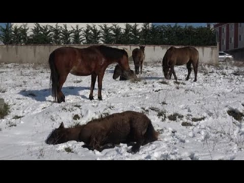 Arnavutköy'de sahipsiz atlar yürekleri burktu