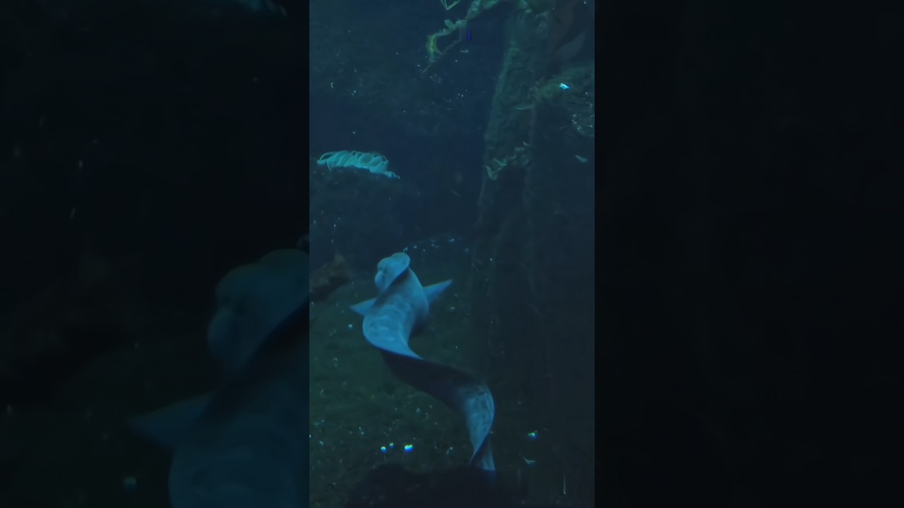 The evolution of electric Eel #evolution #animal #history #shorts - YouTube