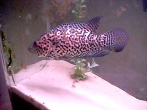 Jaguar Cichlid Cichlasoma managuense Fish - YouTube