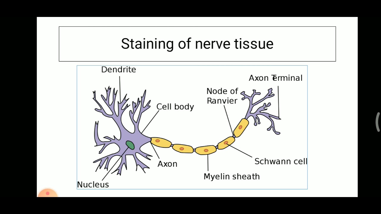 Nerve cell (Myelin) Staining - YouTube