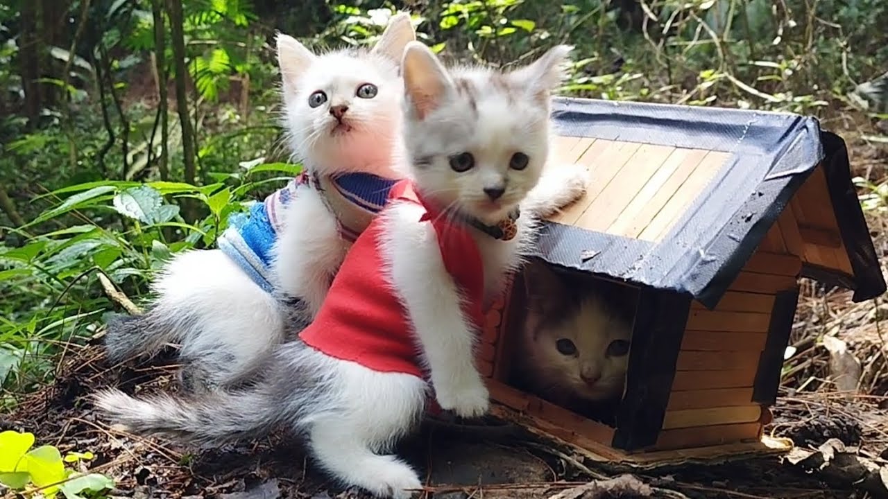 MEOWING CUTE - kitten cats - kittens meowings - Suara Binatang 566 ...