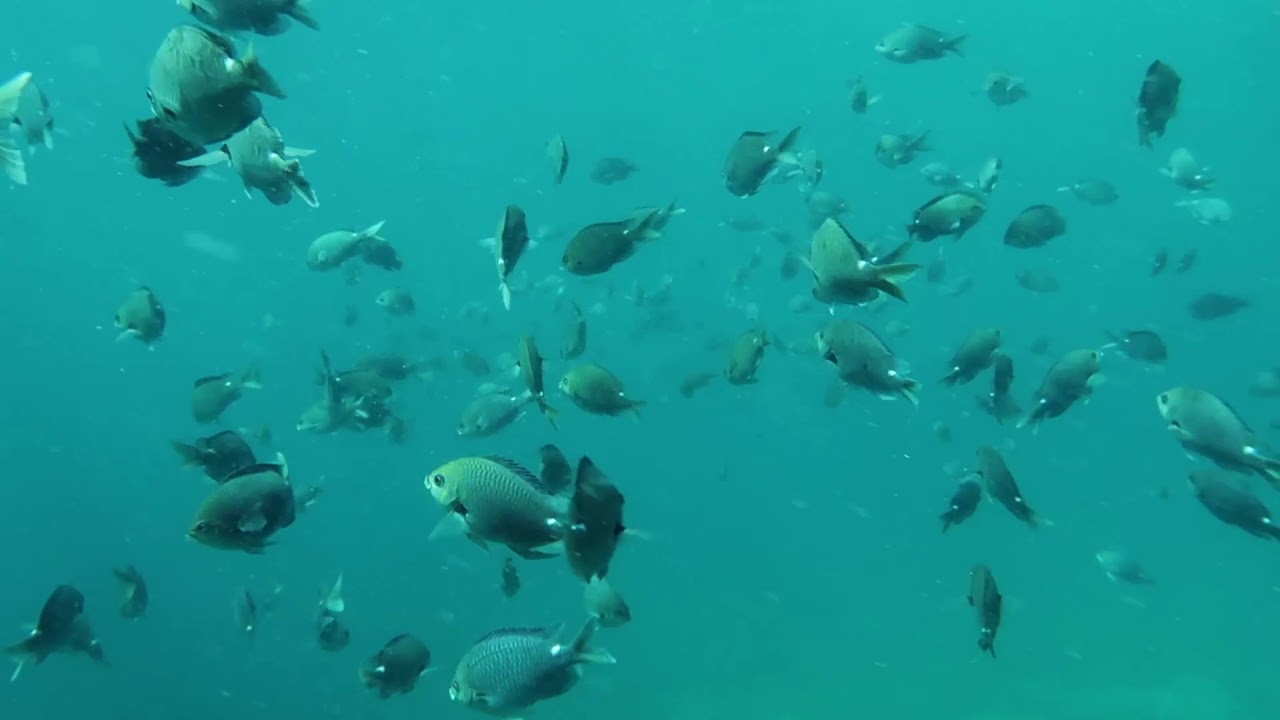 One spot puller - YouTube