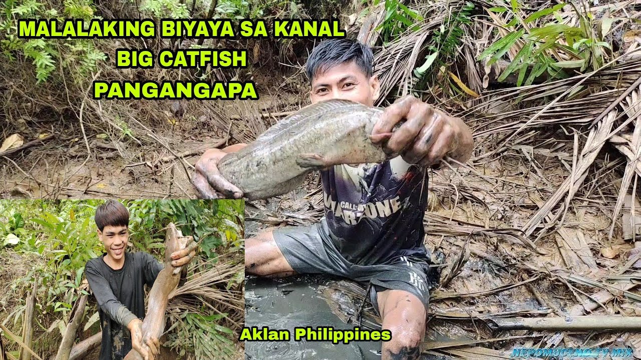 EP 55-Giant Catfish Catch and Cook l Hito l Hand Fishing Master l ...
