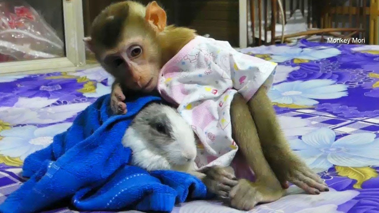 Amazing!! Baby Monkey Mori Hug And Take Good Care For Baby Rabbit - YouTube