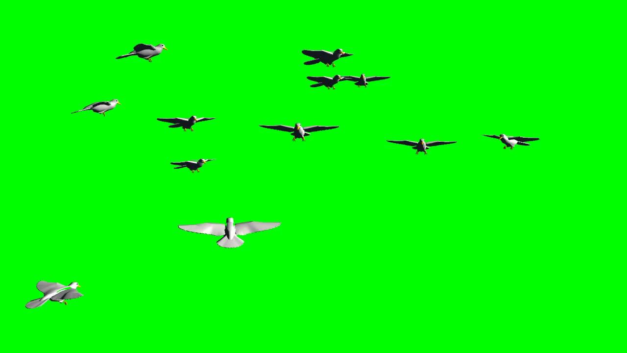 flock of birds -greenscreen effects - free use - YouTube