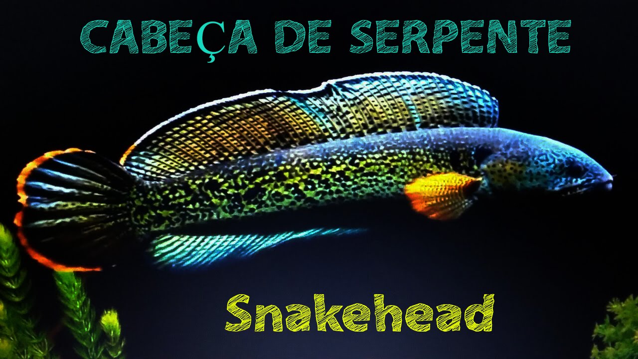 Snakehead - Cabeça de cobra - YouTube