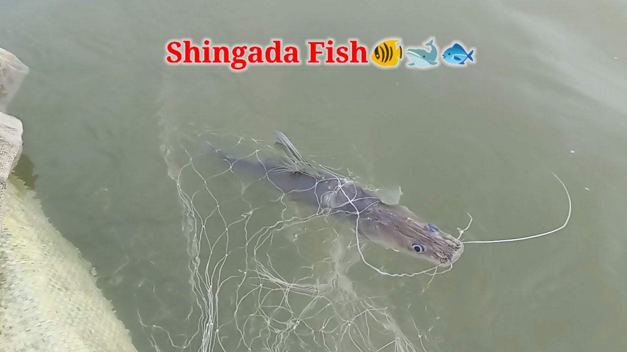 Shingada 🐟 Fishing In Net Fishing Shingada Fish Catch | Best Fish ...
